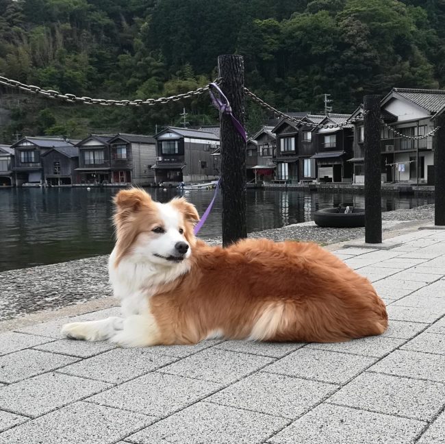 高級・無添加ドッグフードや国産の鹿肉ドッグフードを提供するIshca Online Shop